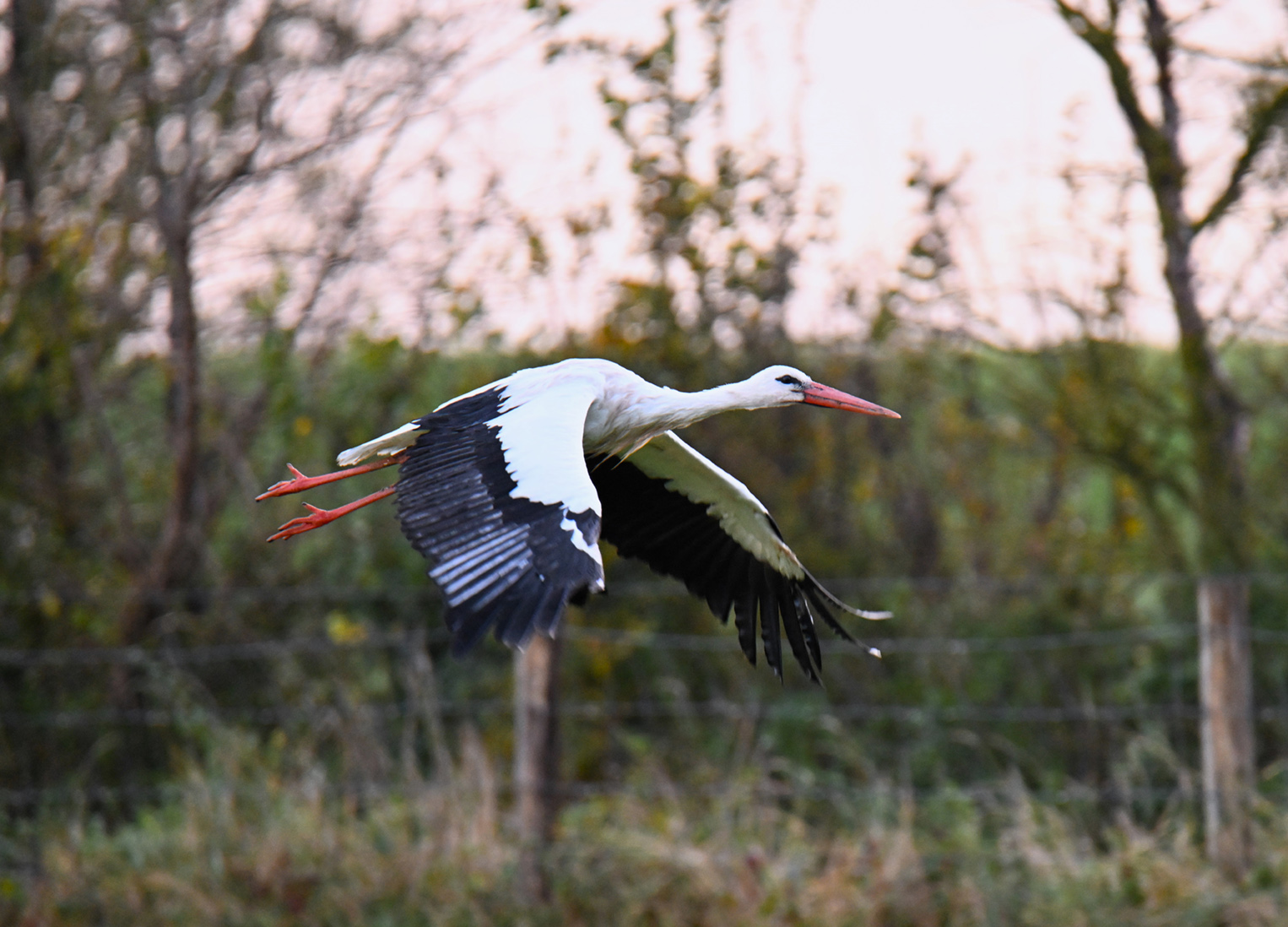 Le Zwin au printemps| Zwin Natuur Park